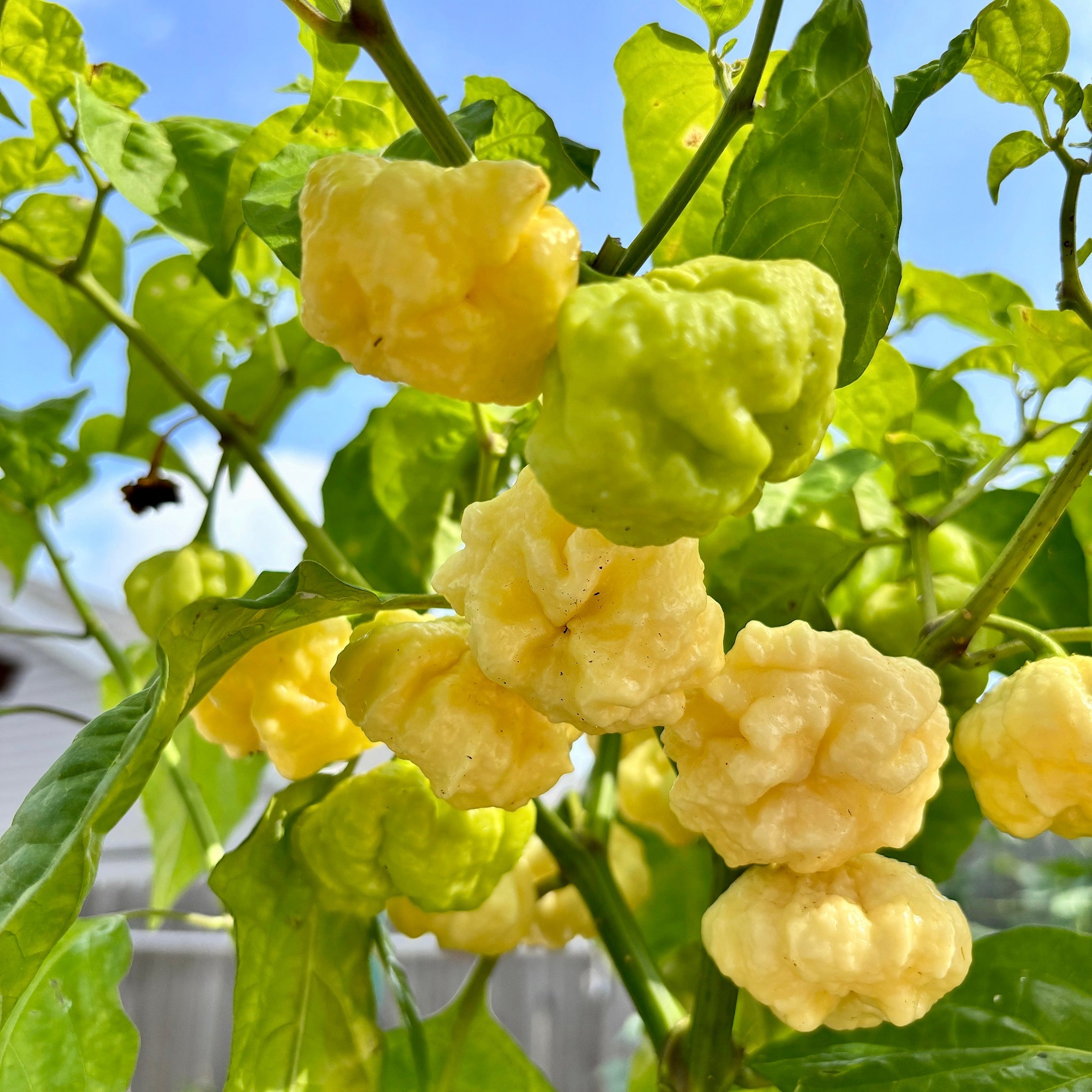 GOAT BRAINS PEPPER SEEDS – Secret Seed Cartel