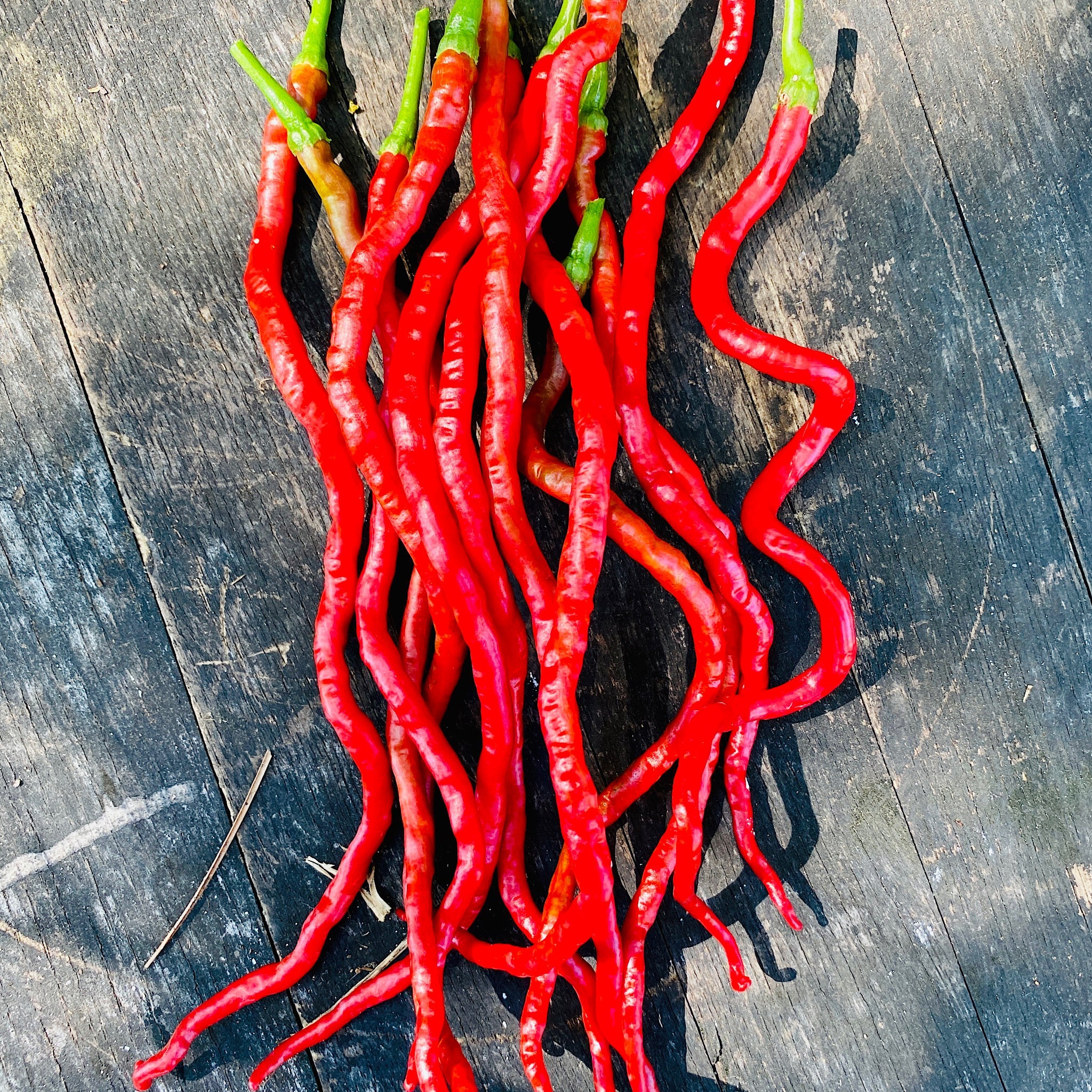 THUNDER MOUNTAIN LONGHORN PEPPER SEEDS – Secret Seed Cartel