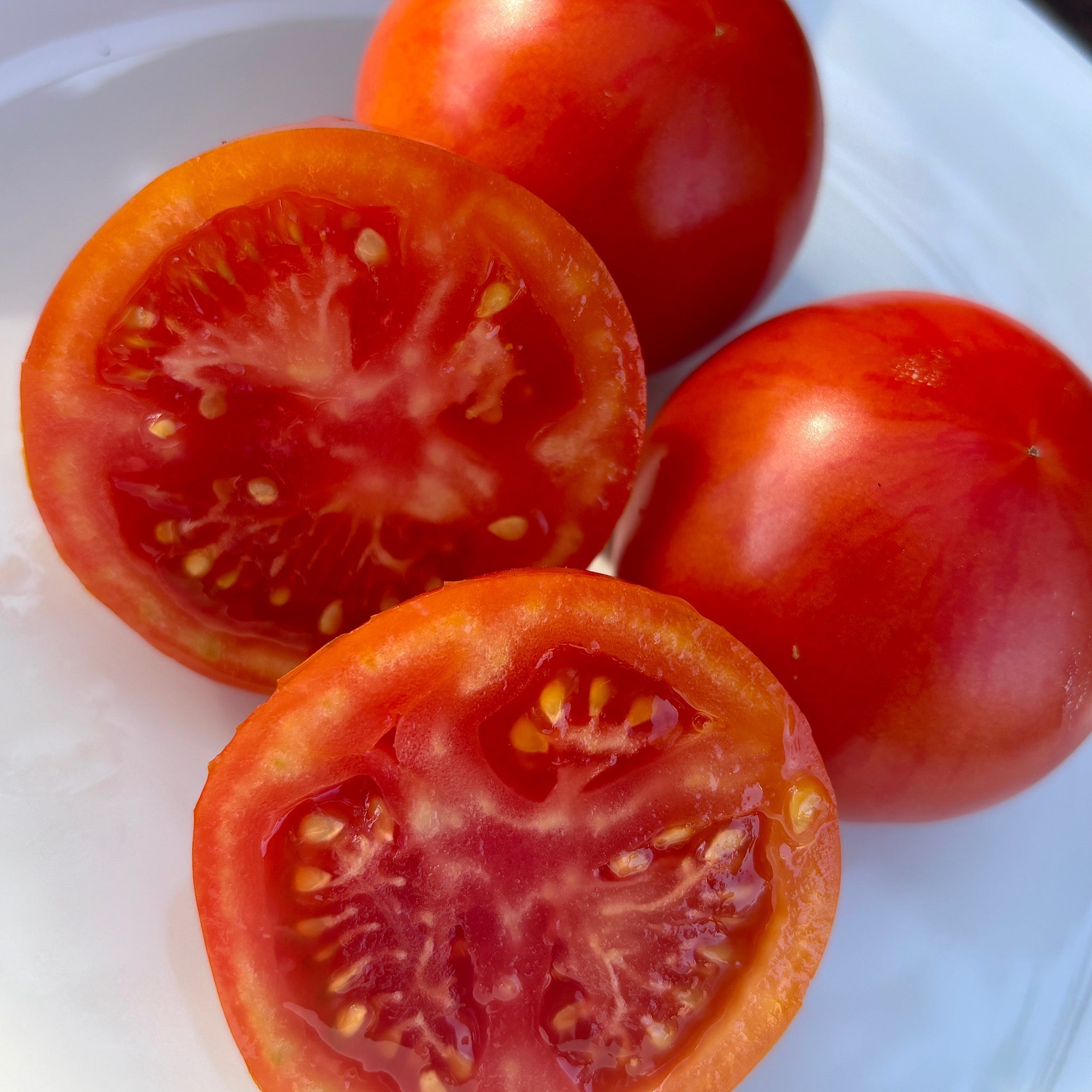 JACKASS RED DWARF TOMATO SEEDS – Secret Seed Cartel