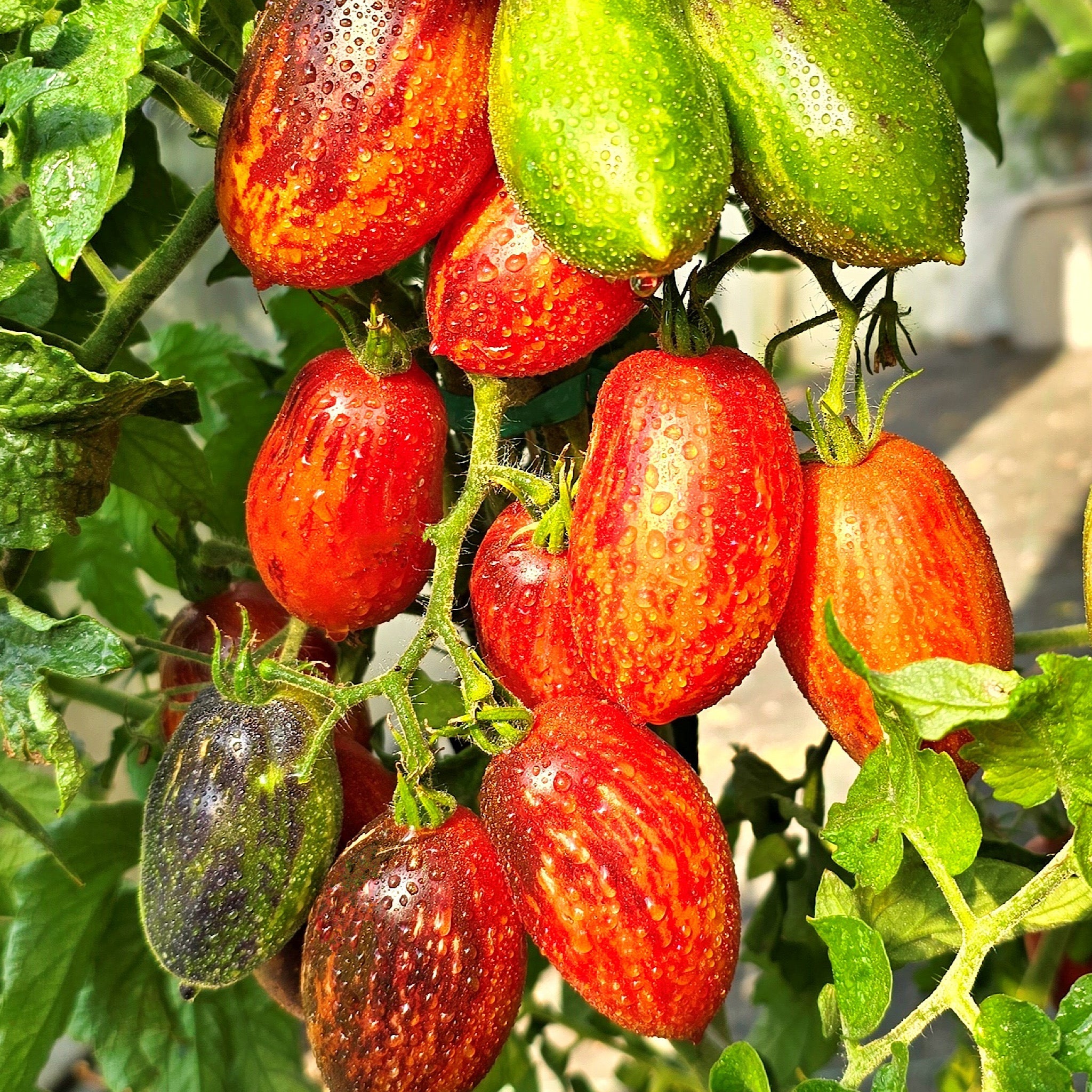 SHADOW BOXING DWARF TOMATO SEEDS – Secret Seed Cartel