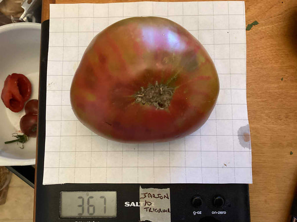 Jarson 10 Tri Color Tomato Seeds – Secret Seed Cartel