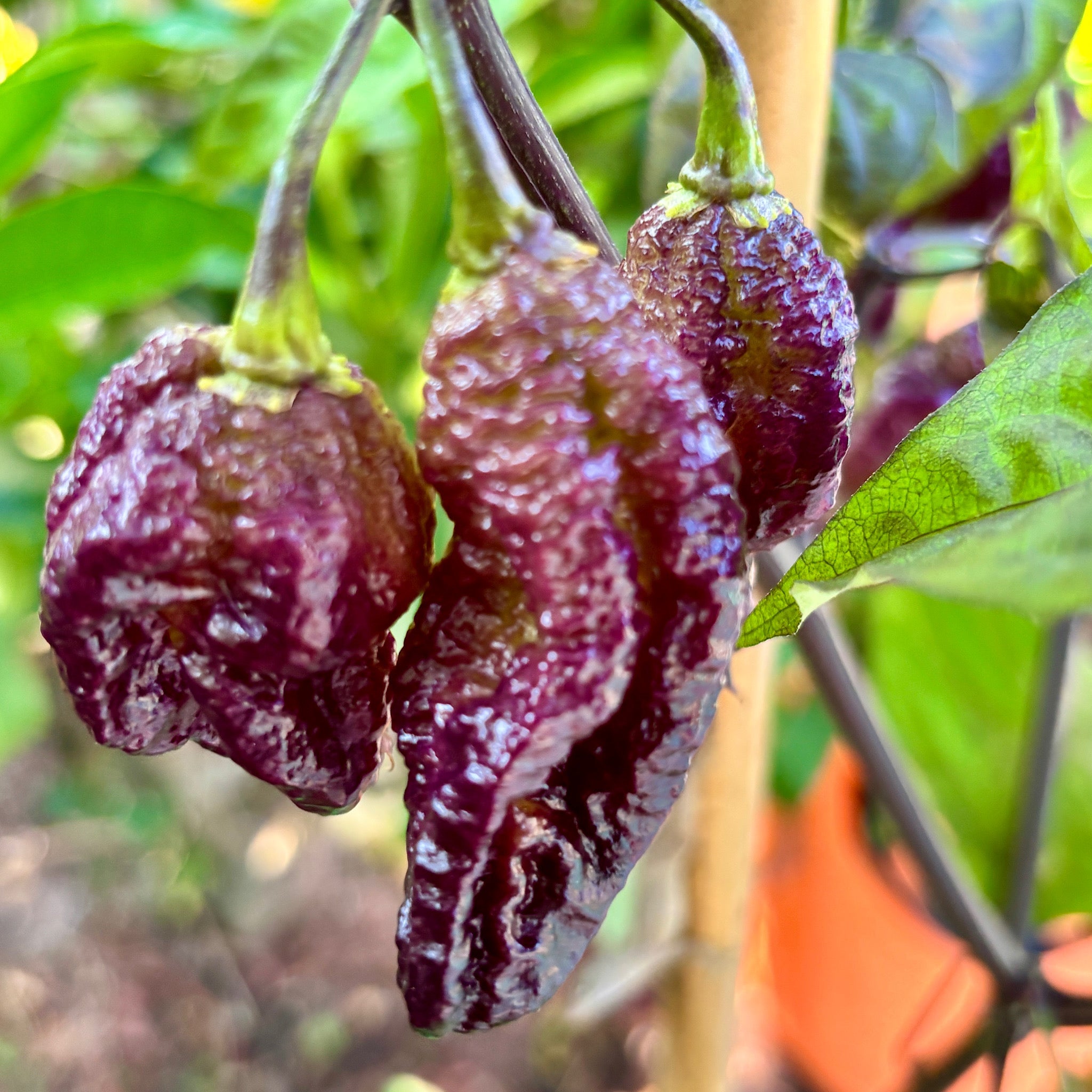 BORG 9 PEPPER SEEDS – Secret Seed Cartel