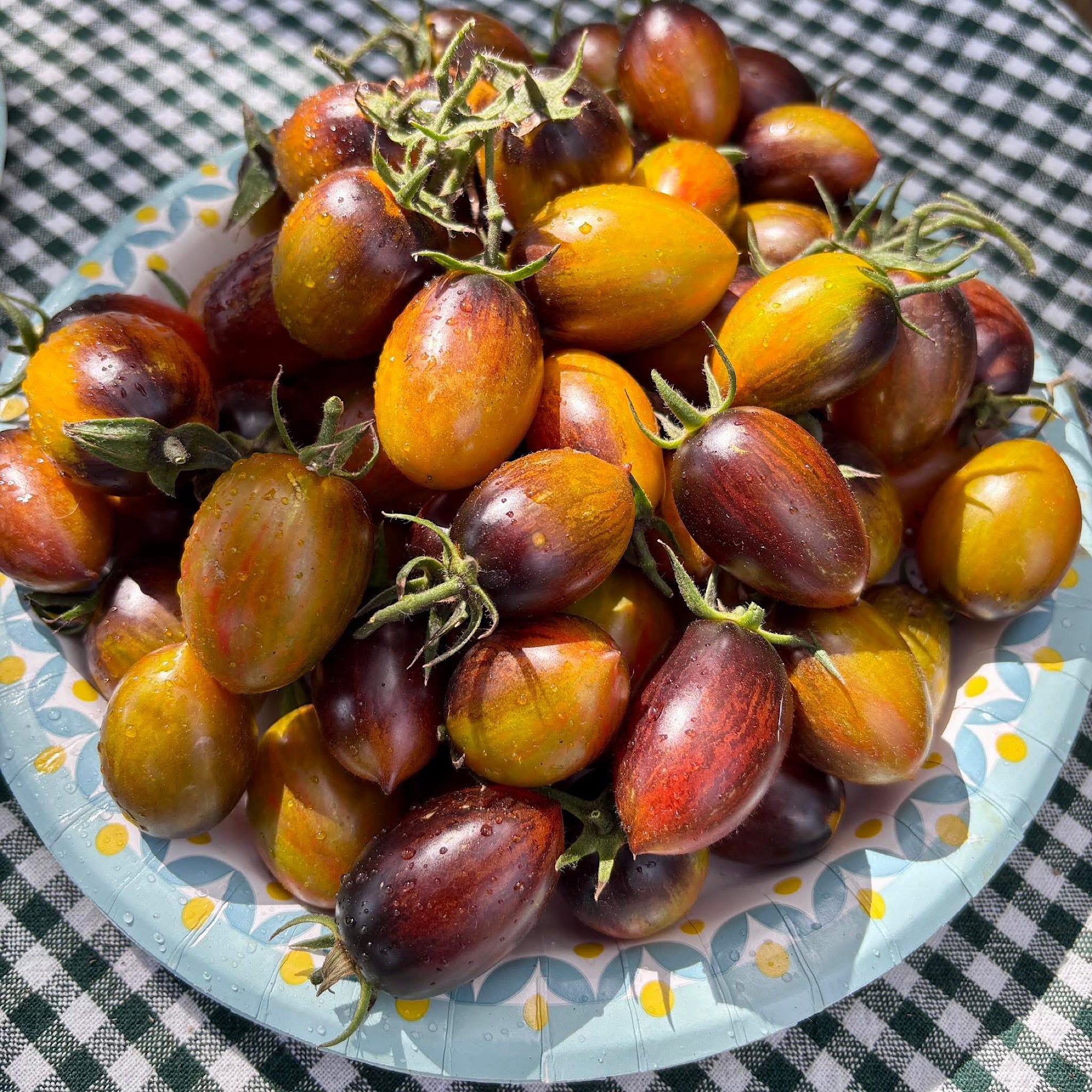 BRAD’S ATOMIC GRAPE TOMATO SEEDS – Secret Seed Cartel