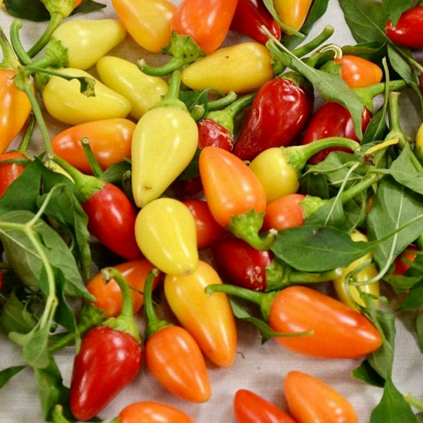 CASCABELLA DWARF PEPPER SEEDS – Secret Seed Cartel