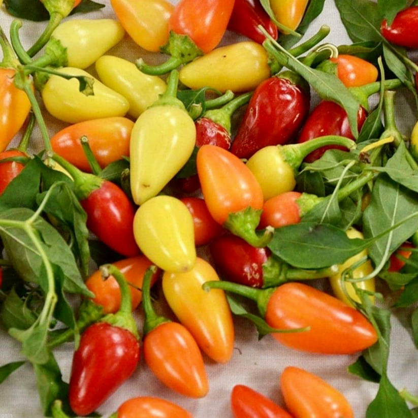 CASCABELLA DWARF PEPPER SEEDS – Secret Seed Cartel