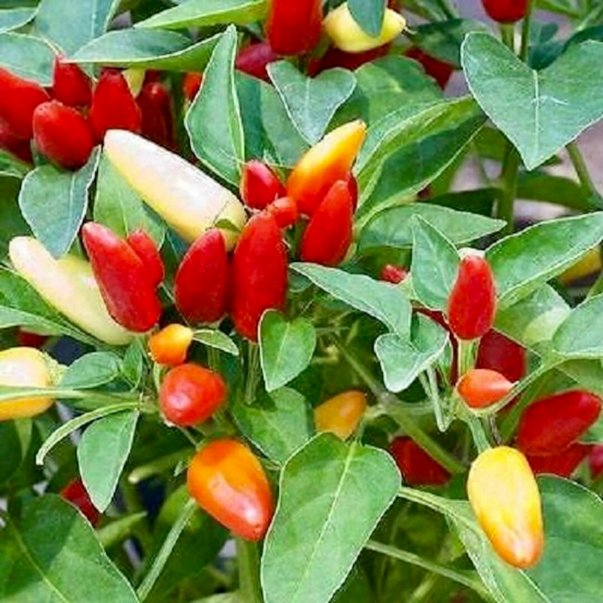 CASCABELLA DWARF PEPPER SEEDS – Secret Seed Cartel