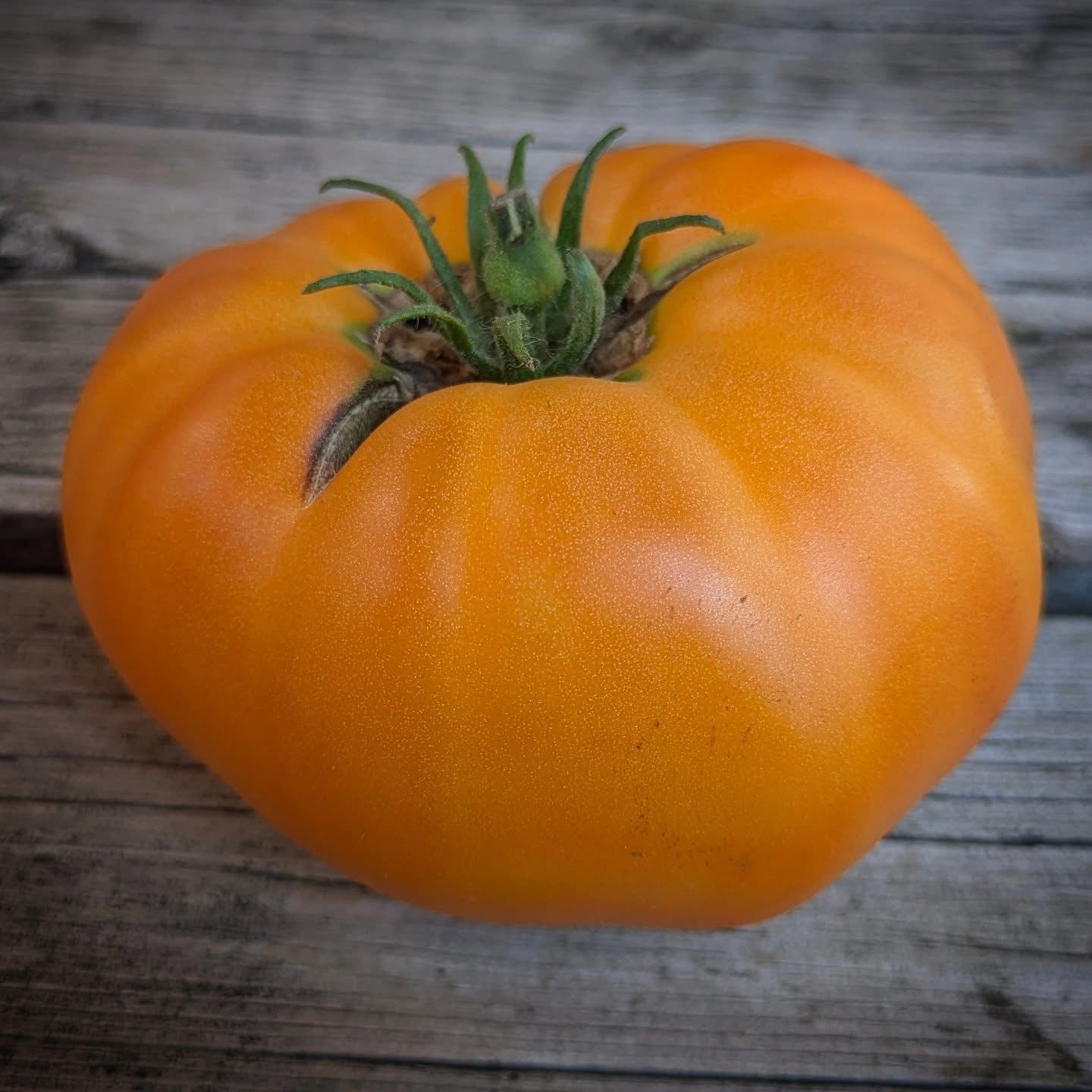 Supernova Tomato Seeds – Secret Seed Cartel