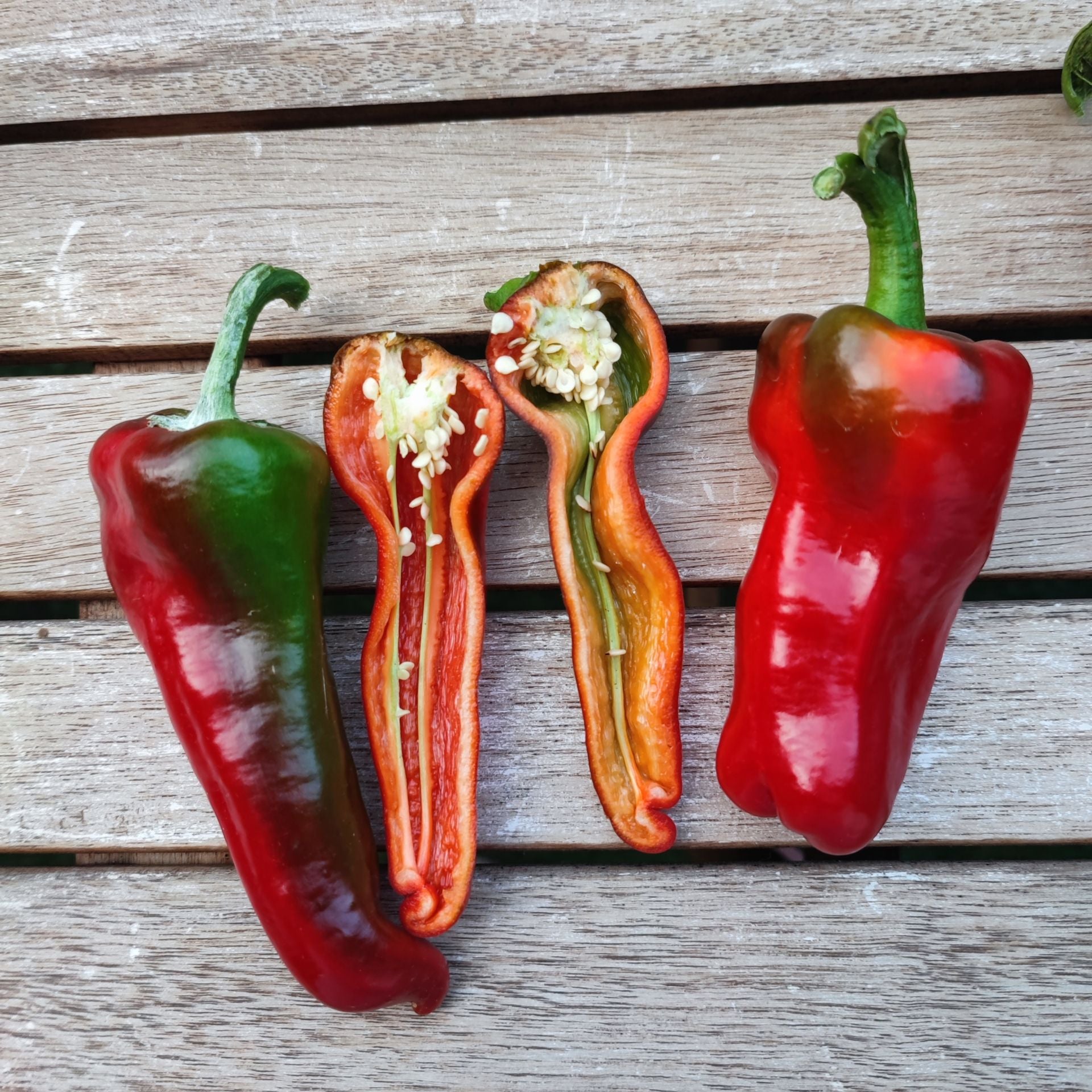 Friariello Pepper – Secret Seed Cartel