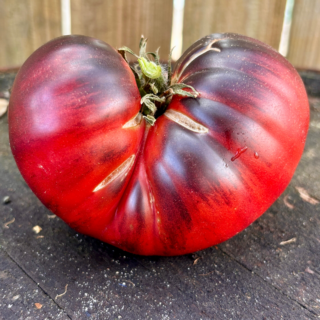Bill Yoder Collection – Secret Seed Cartel
