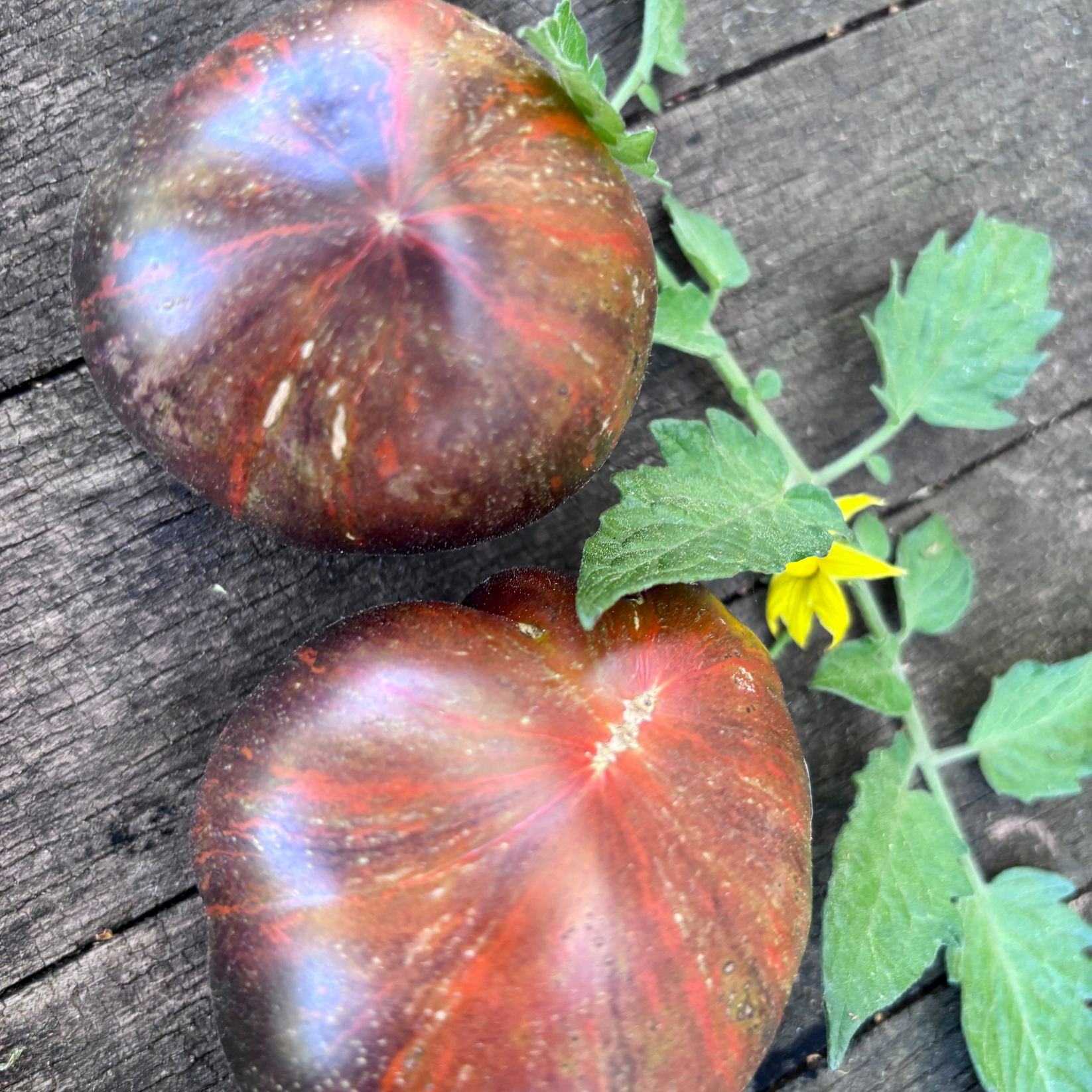 ORDINARY WORLD TOMATO SEEDS BY BILL YODER – Secret Seed Cartel