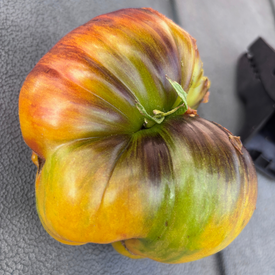Bill Yoder Collection – Secret Seed Cartel